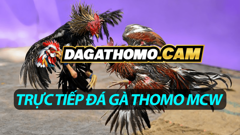 Đá Gà Thomo | Trang Đá Gà Trực Tuyến Hàng Đầu Việt Nam